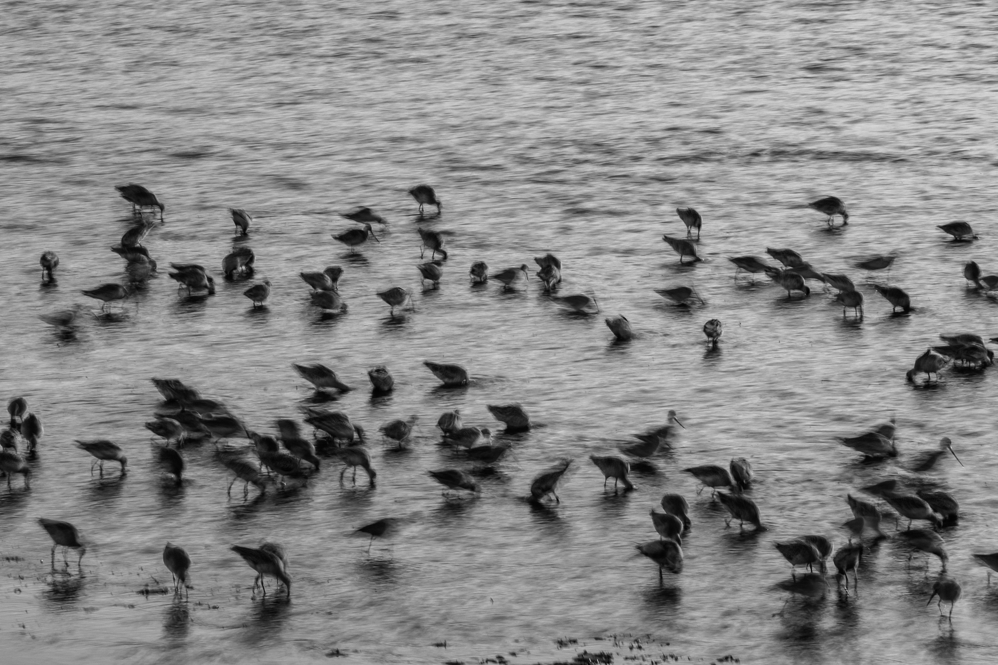 Creative: NoCal Coast – Shifter