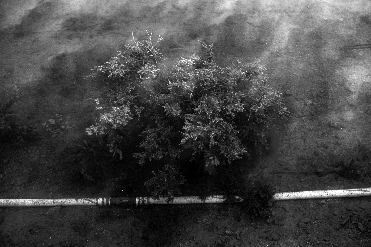 Adventure: While the World Burns – Shifter